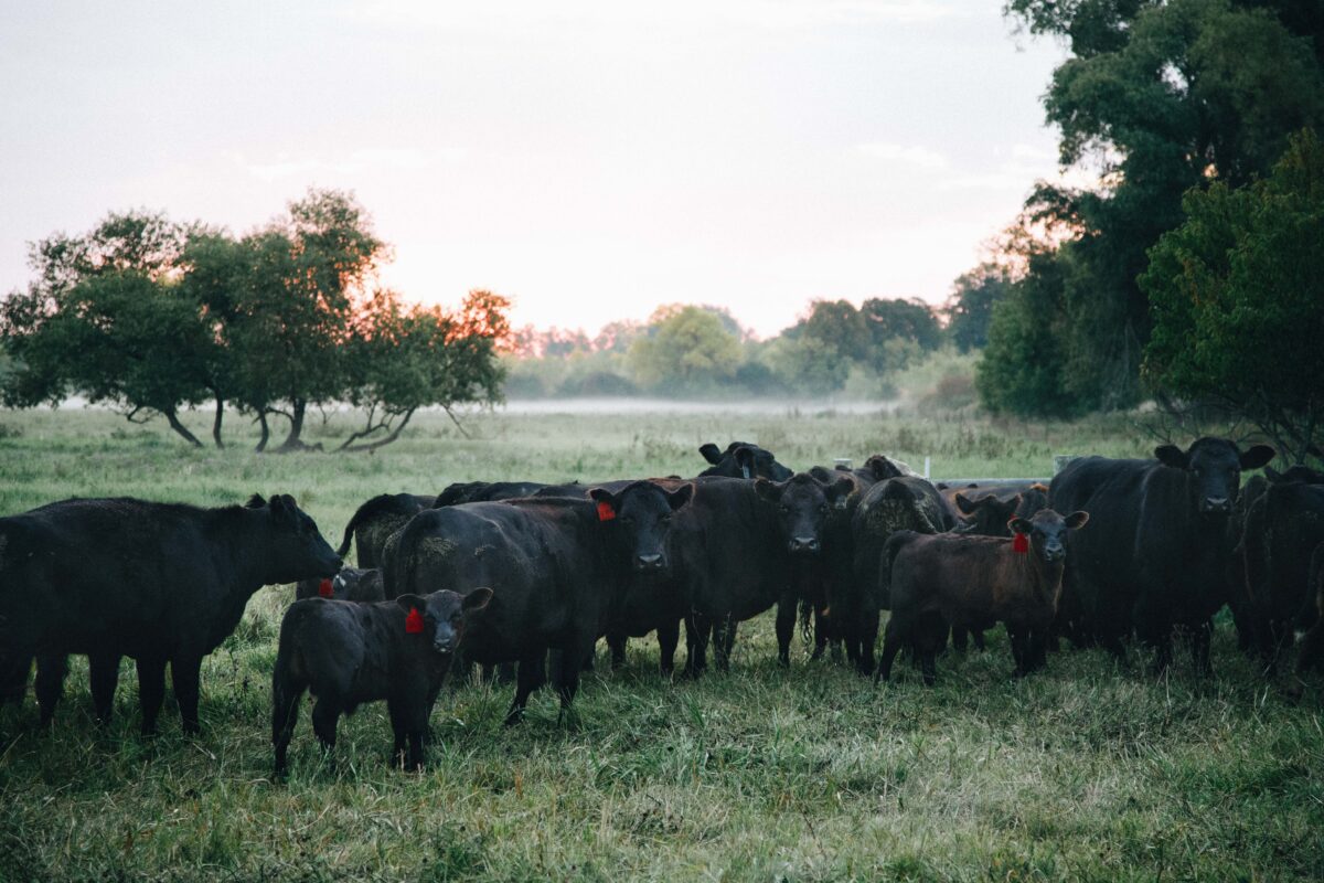 Pettit Pastures: Regenerative Agriculture Becomes A Family Farming ...