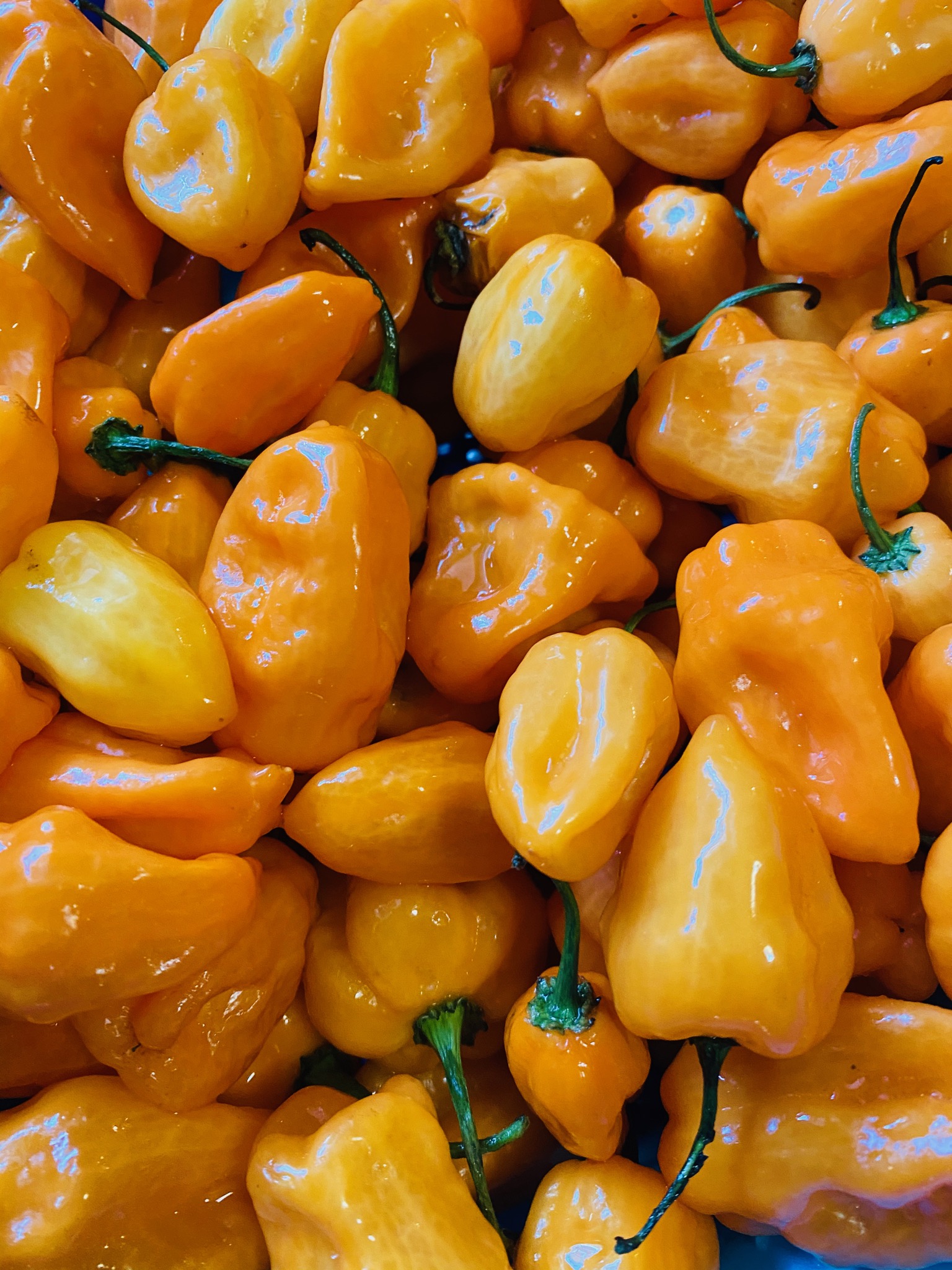 Nuanced Hot Sauce: The Perfect Balance of Heat and Flavor - Meet the ...