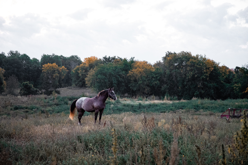 Meet the Microbe Farm-her: Christina Traeger’s Mission to Raise Beef ...