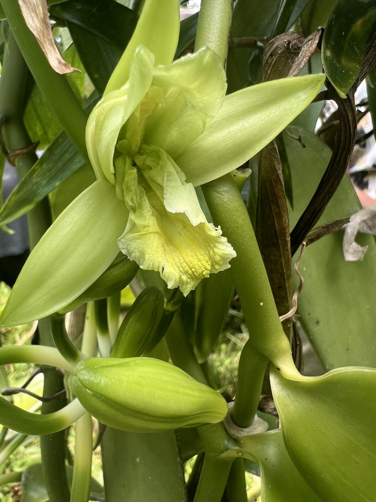 Wind in their Sails: A Sustainable Journey with the Vanilla Bean ...