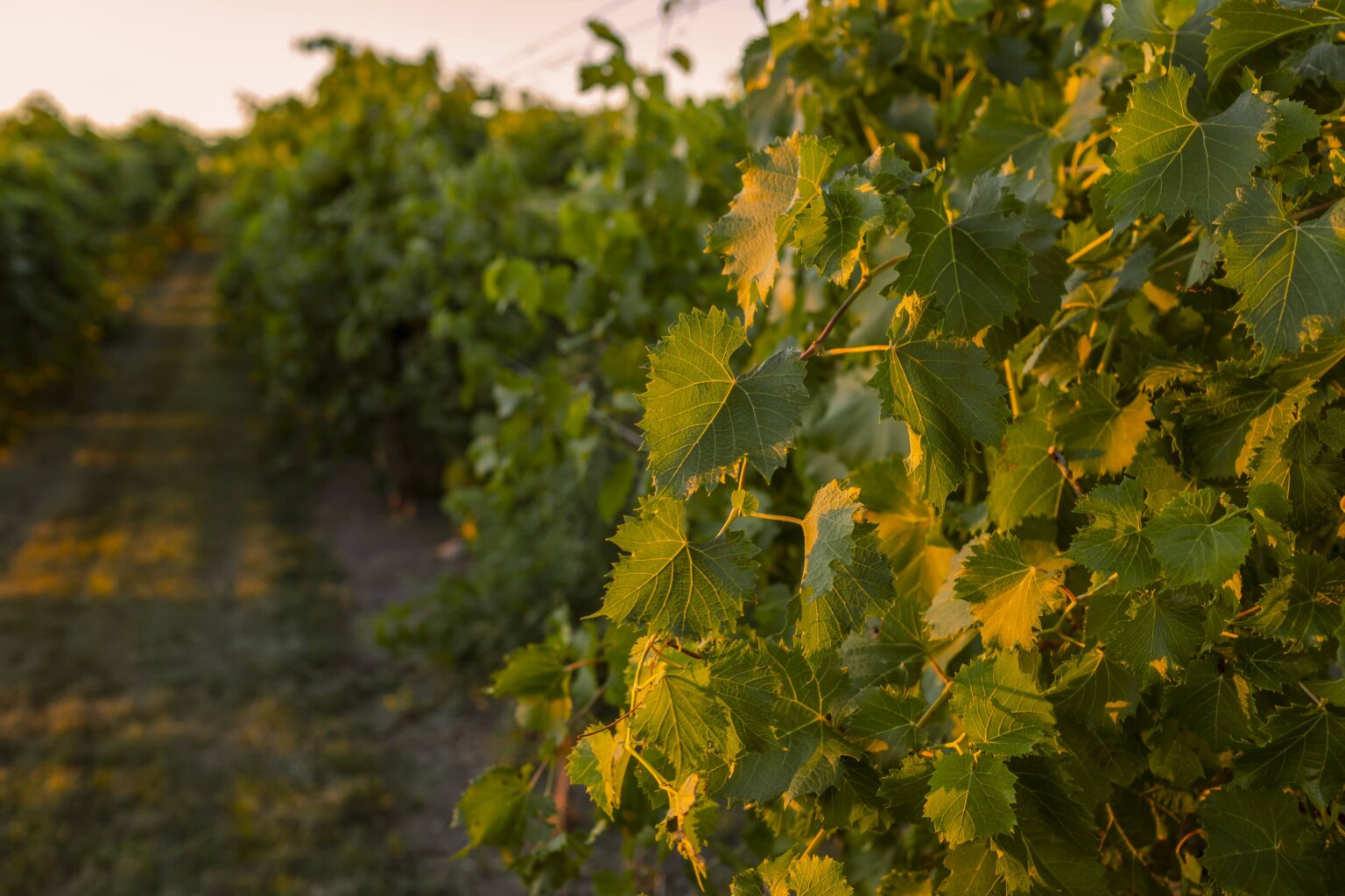 From Vine to Glass: Rolling Forks' Vineyard Award-Winning Minnesota ...